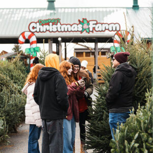 Christmas Trees - Downey's Farm